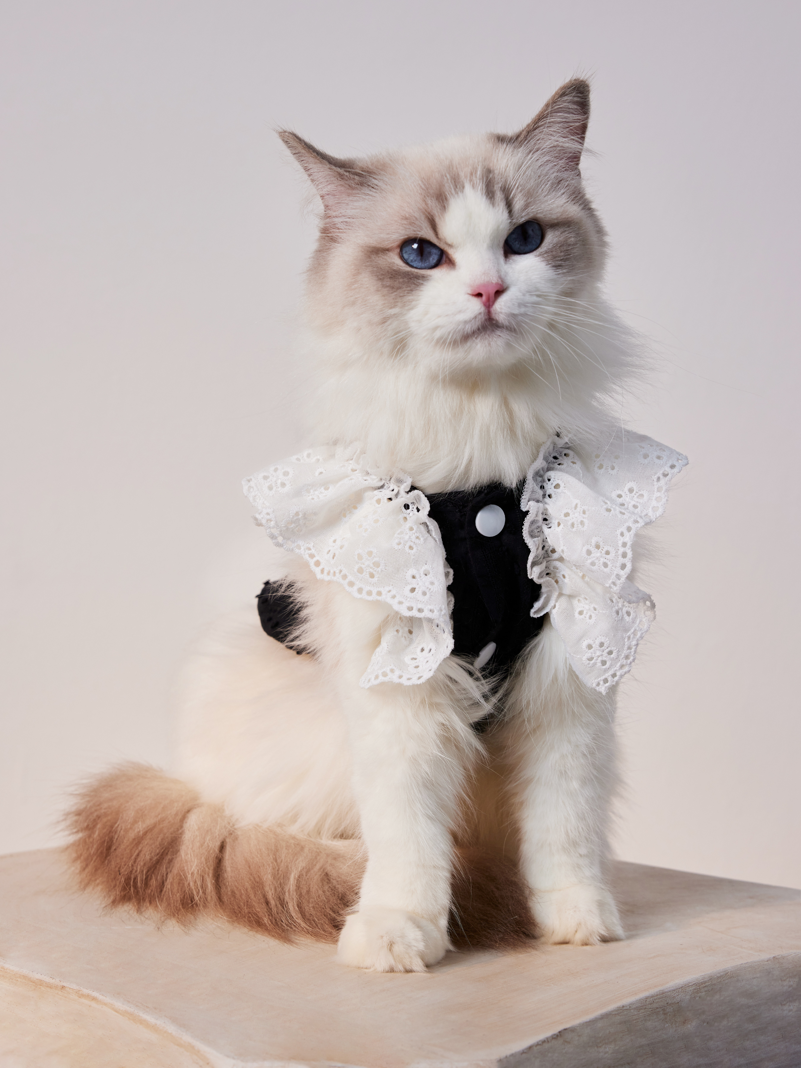 Lace Trim Pet Clothing - Cider