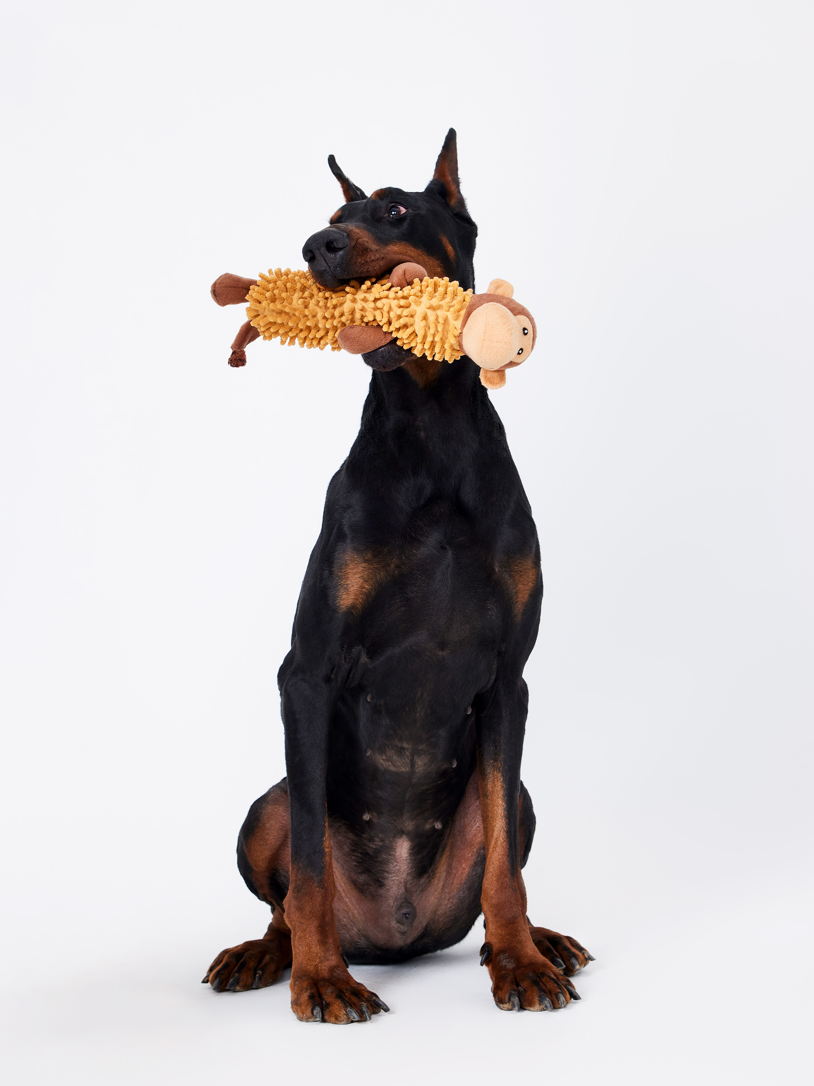 Monkey Design Pet Chew Toy - Cider